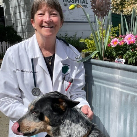 Veterinarian In Sebastopol, CA | Animal Hospital Of Sebastopol