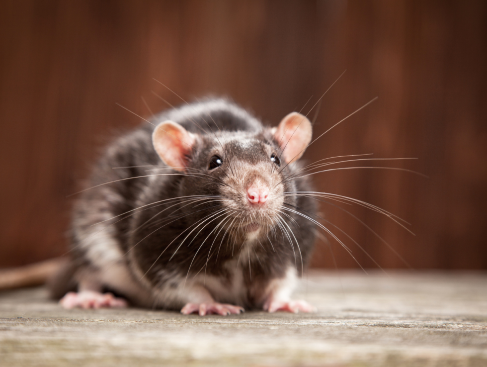 Rat History Form | Animal Hospital Of Sebastopol